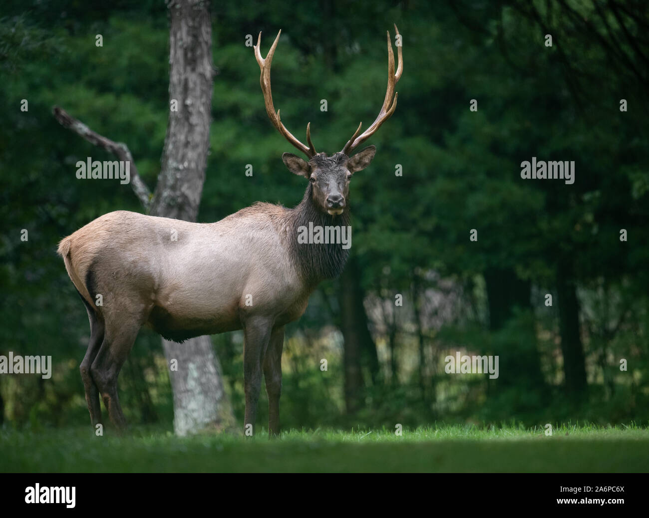 Stare moose hi-res stock photography and images - Alamy