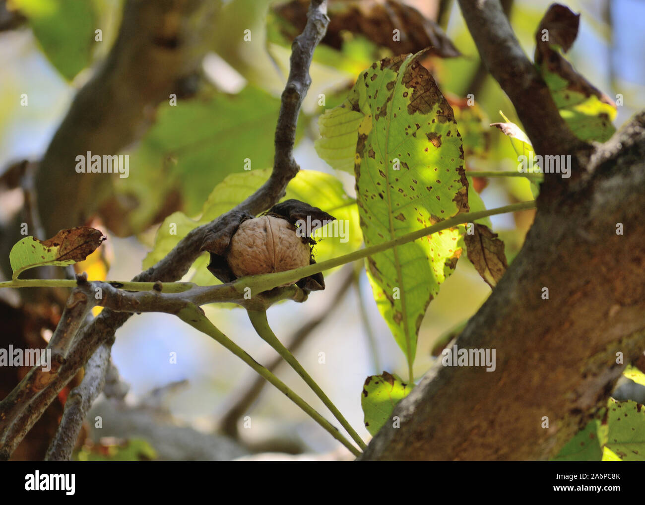 Walnut ripe on tree hi-res stock photography and images - Alamy