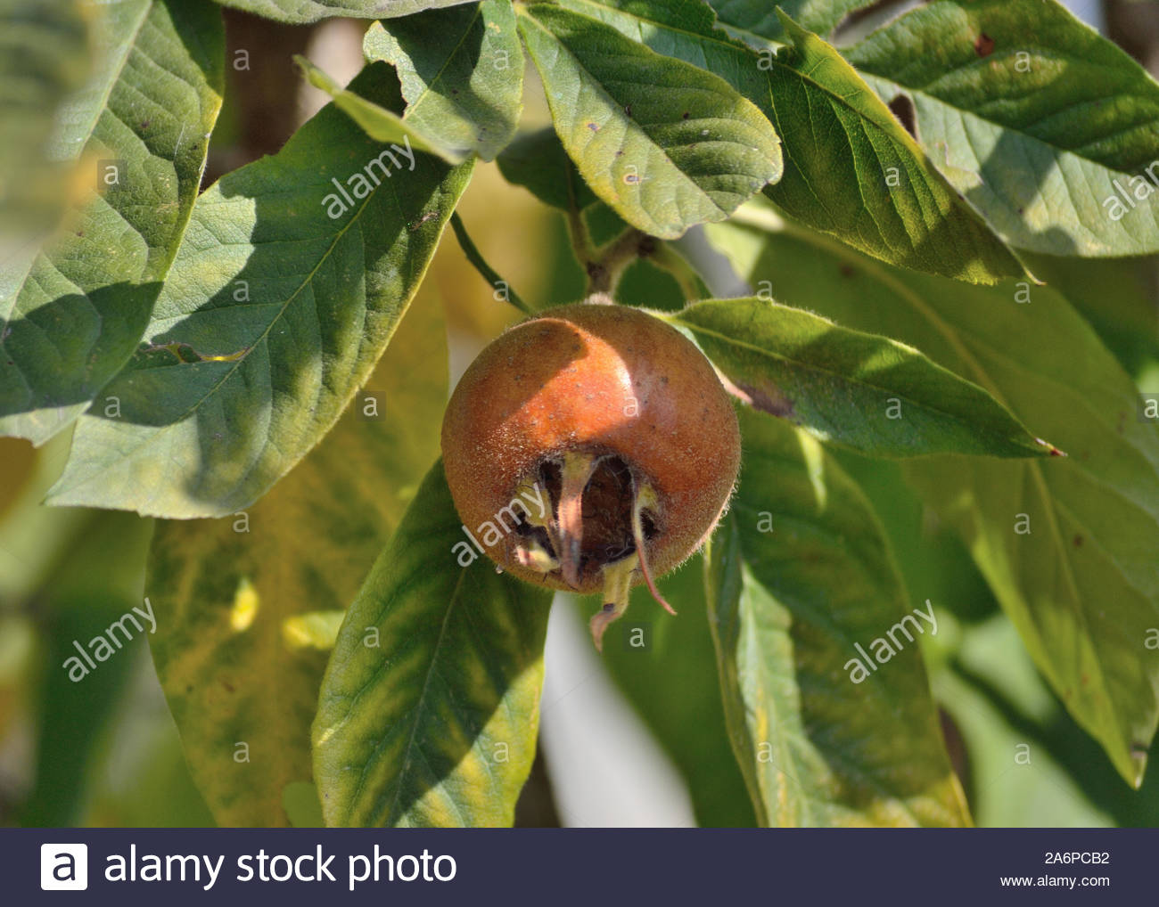 Medlar Fruit Stock Photos & Medlar Fruit Stock Images - Alamy