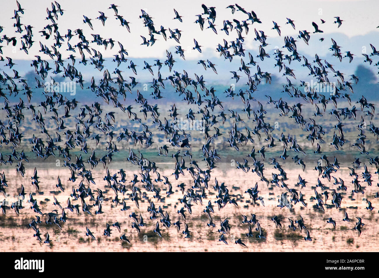 Rounded wings in flight hi-res stock photography and images - Alamy