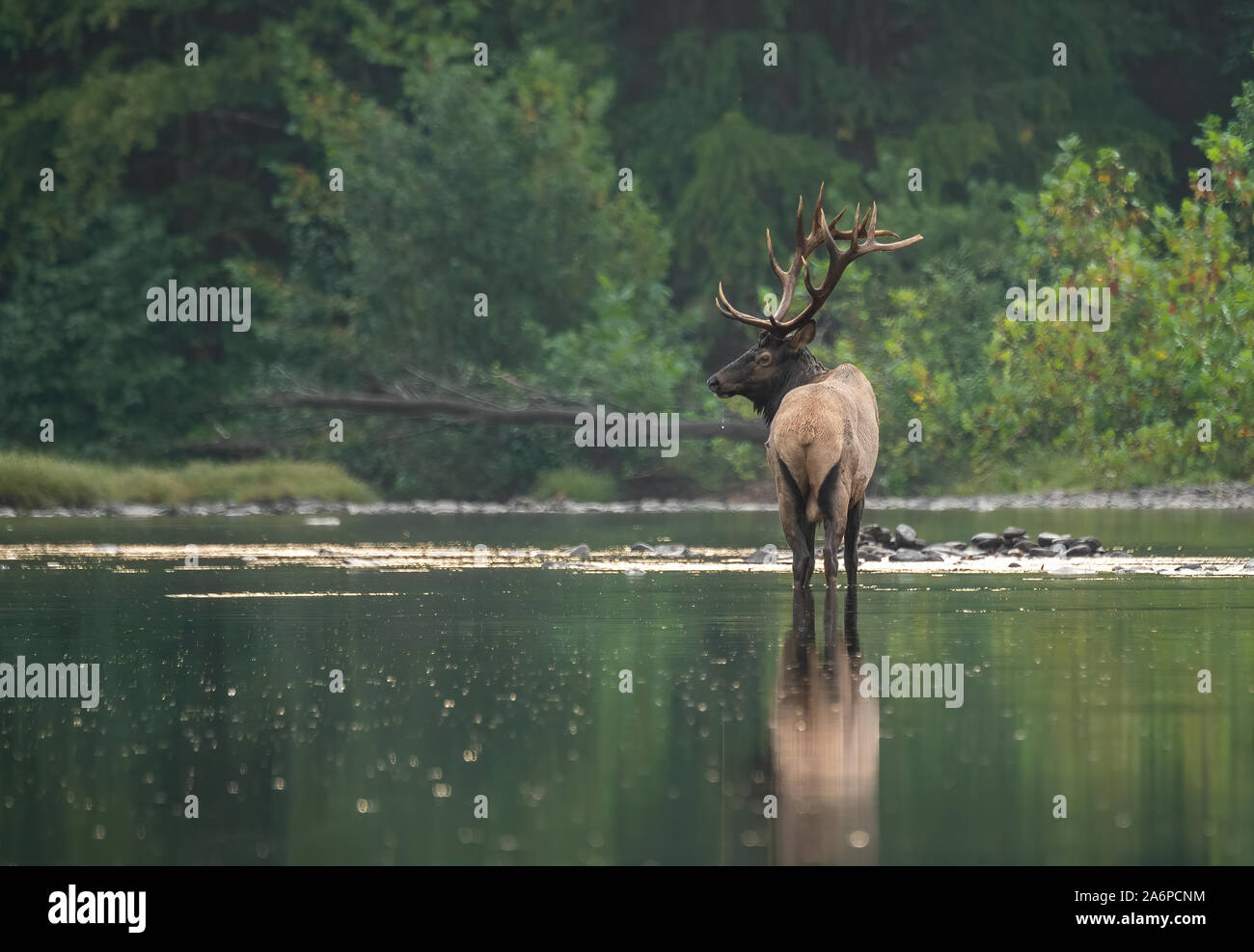 Stare moose hi-res stock photography and images - Alamy