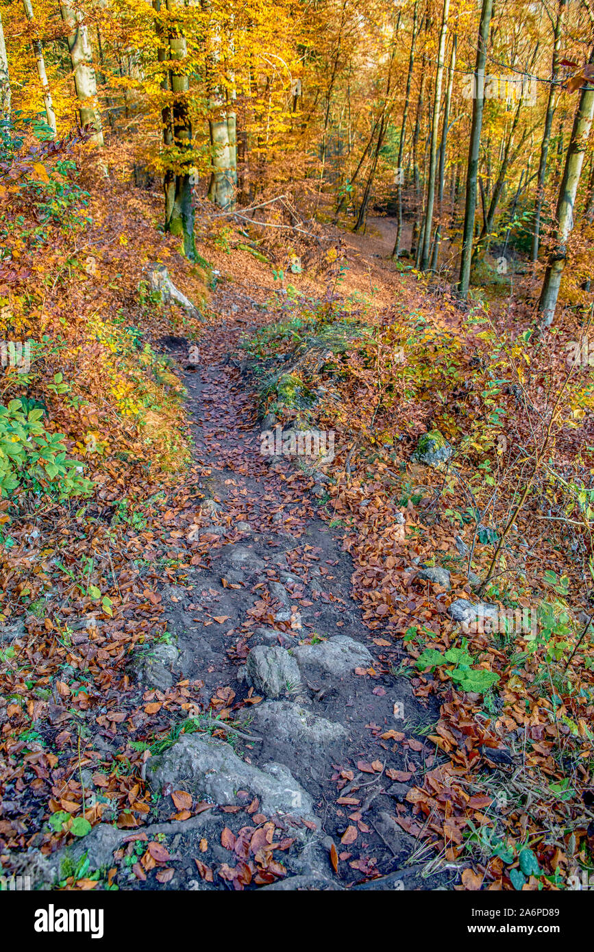 Path in the colorful autumn forest Stock Photo - Alamy