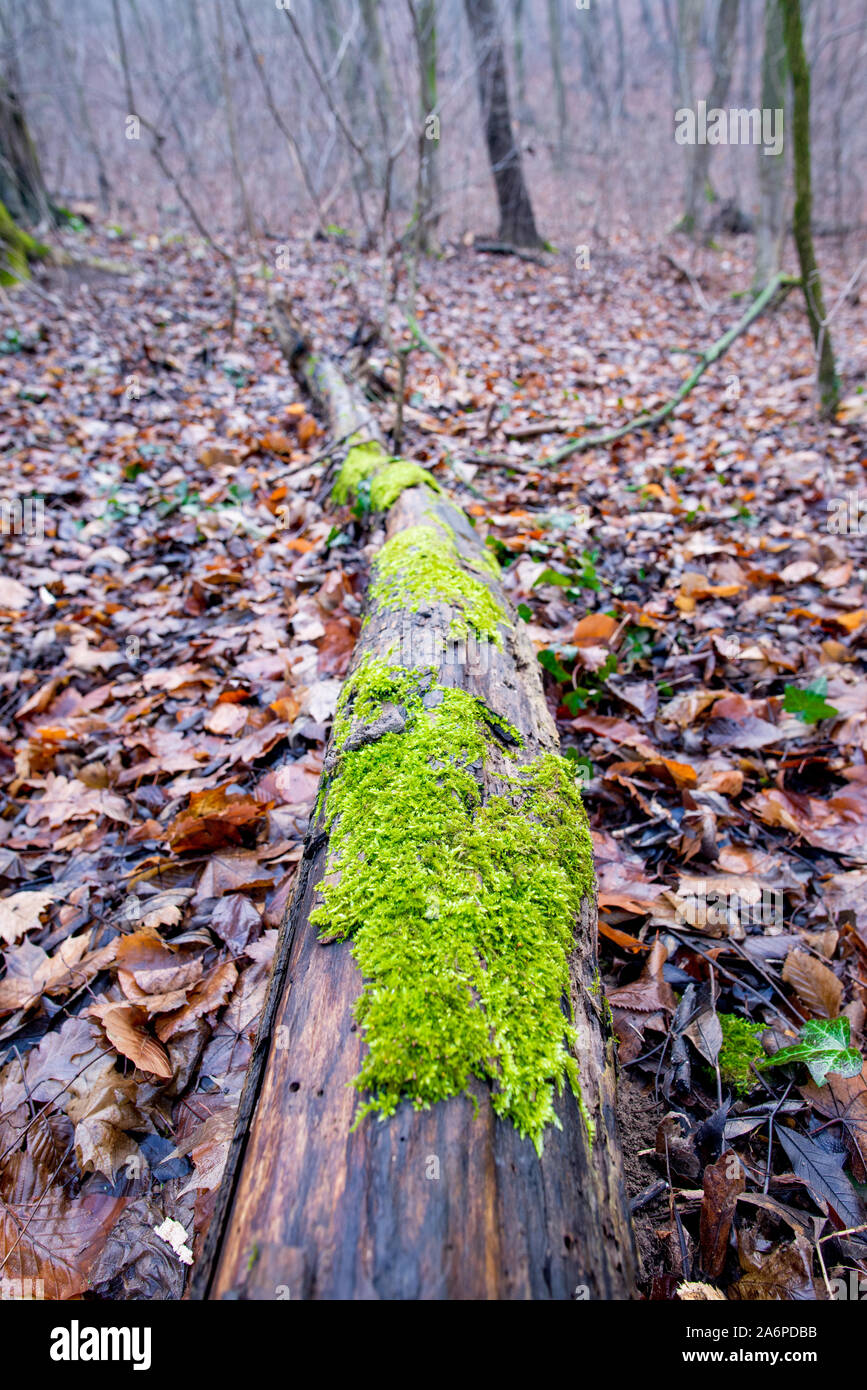 Green moss on a trunk in the autumn forest Stock Photo - Alamy