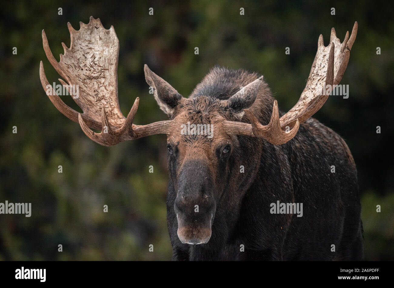 The mosse family hi-res stock photography and images - Alamy