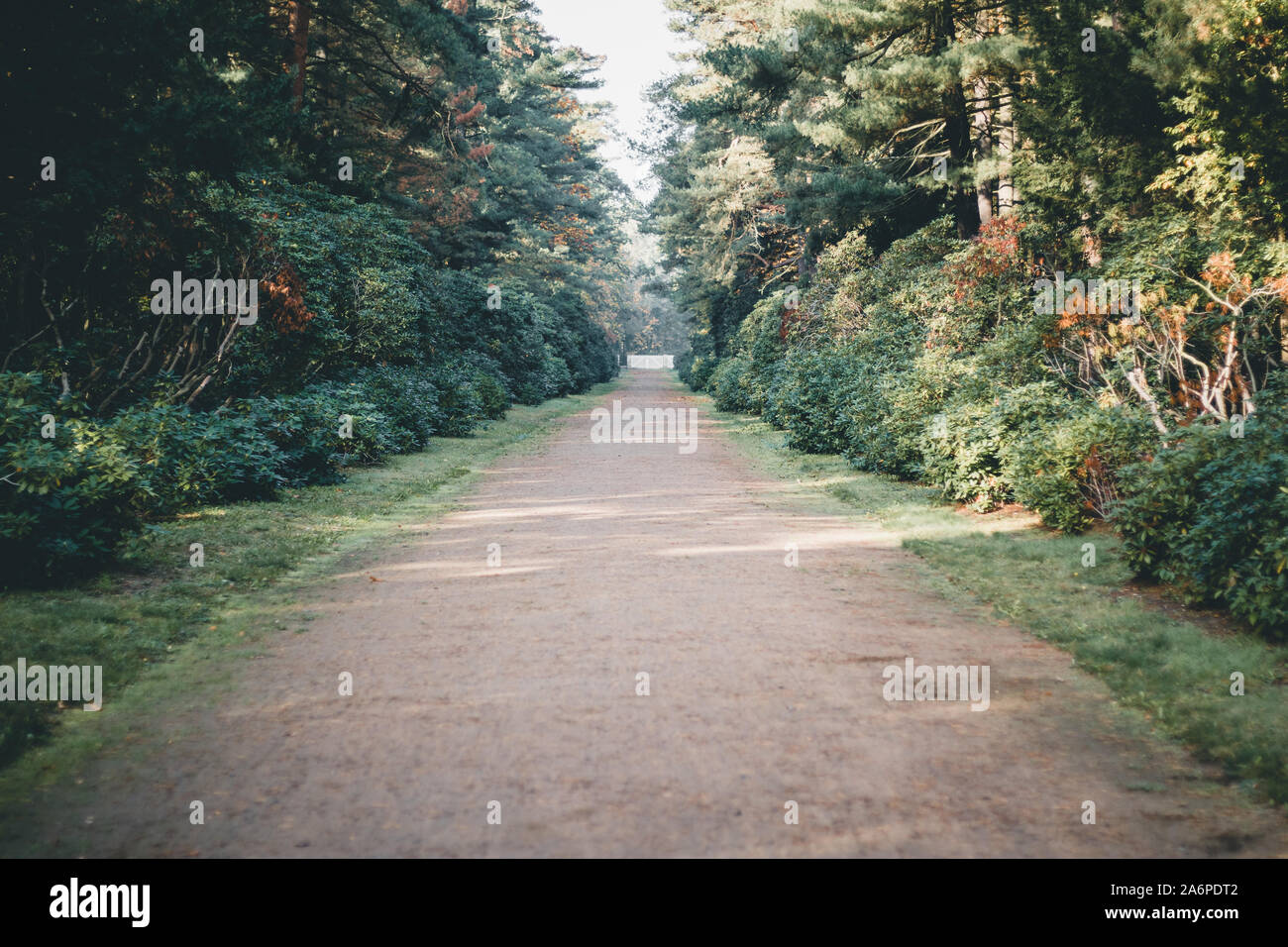 Path in the forrest Stock Photo - Alamy