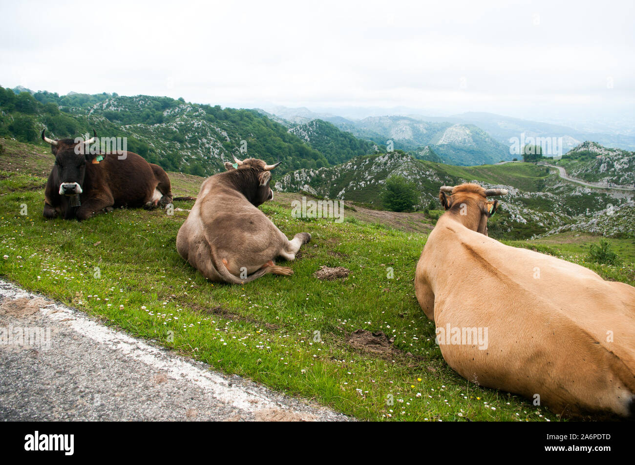 Cows in a field Stock Photo - Alamy