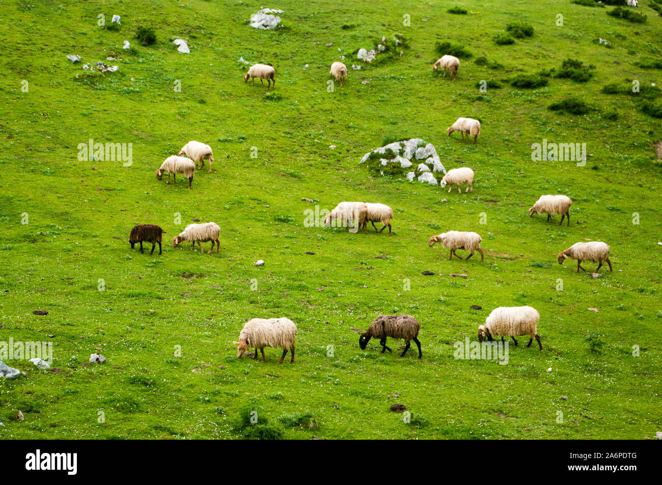 Side view sheep hi-res stock photography and images - Alamy