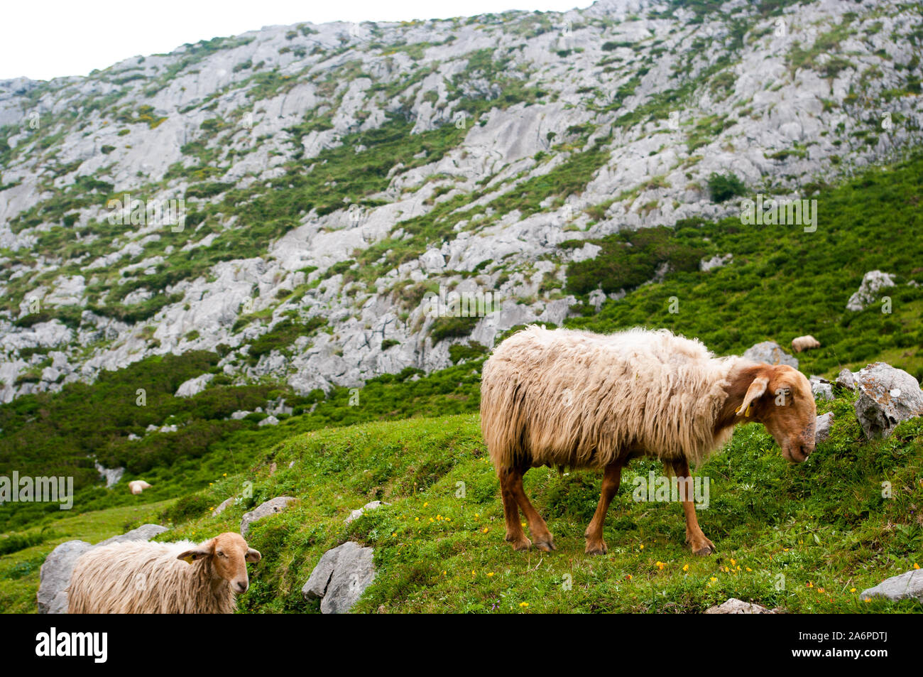 Sheep on a Hillside View Stock Photo - Alamy