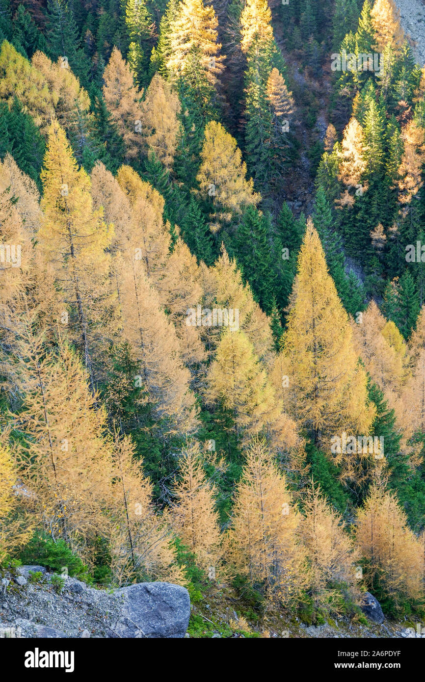 Various species of fir and spruce trees on a steep hill in the ...