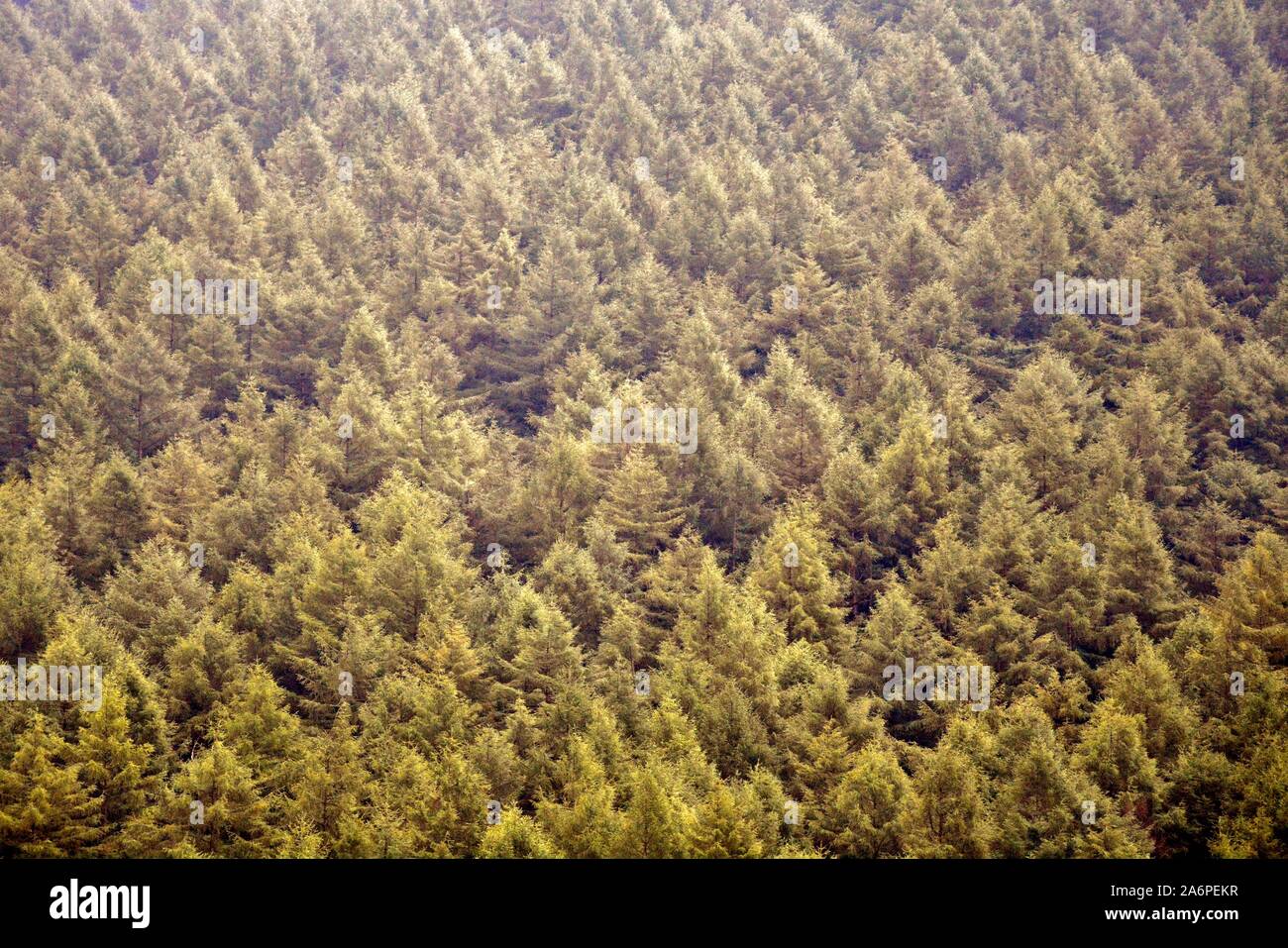 Yellow wood trees hi-res stock photography and images - Alamy