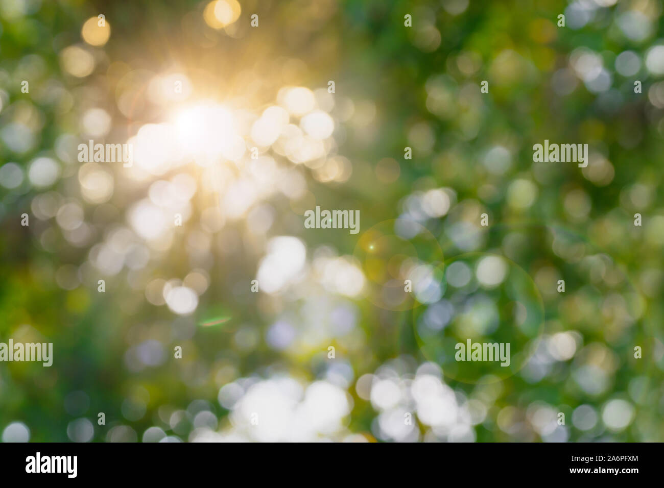 Abstract blurred green natural background. The rays of the sun in the ...