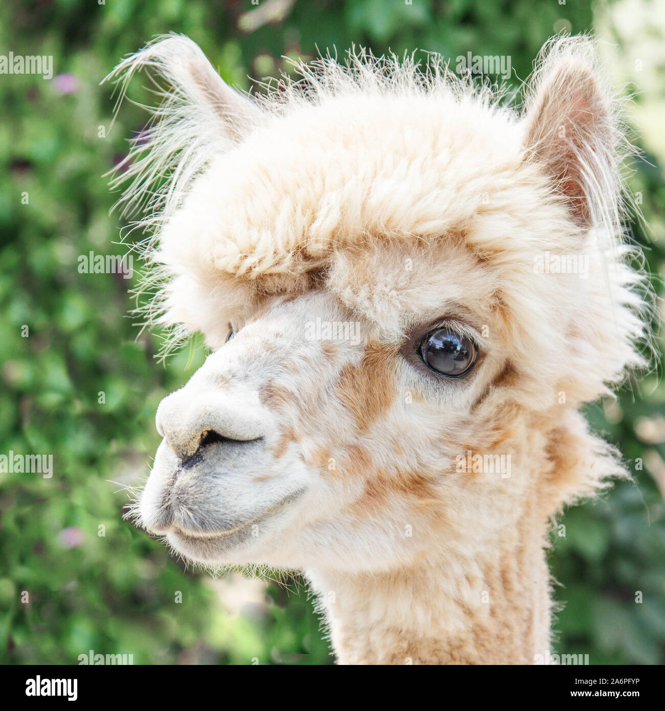 Lama girl hi-res stock photography and images - Alamy
