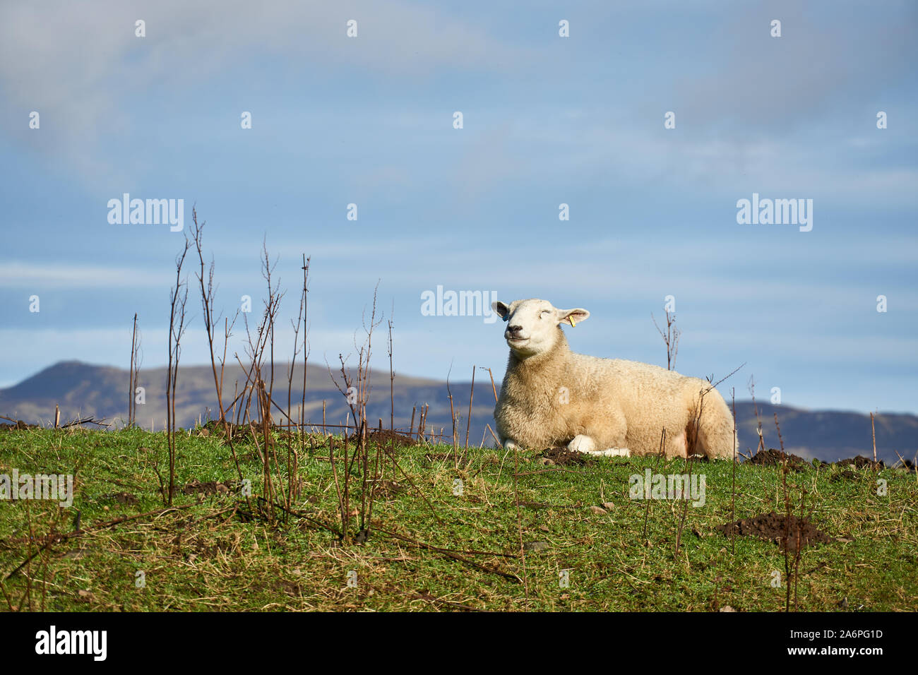 Sheep resting hi-res stock photography and images - Alamy