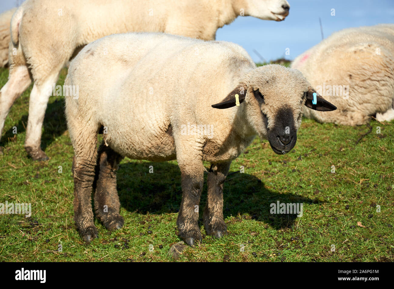 Scottish highlands sheep hi-res stock photography and images - Alamy