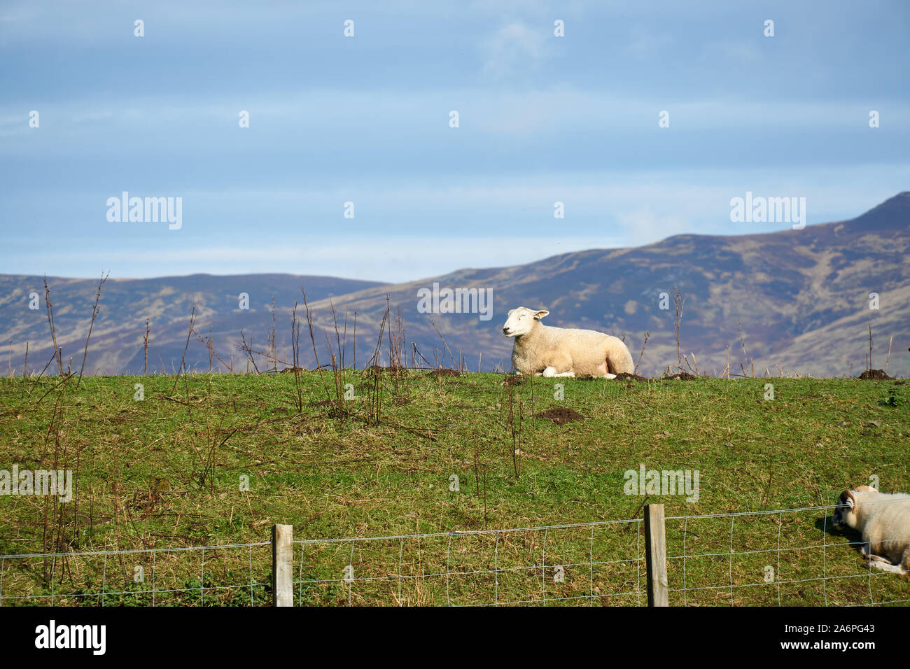 Sheep resting hi-res stock photography and images - Alamy