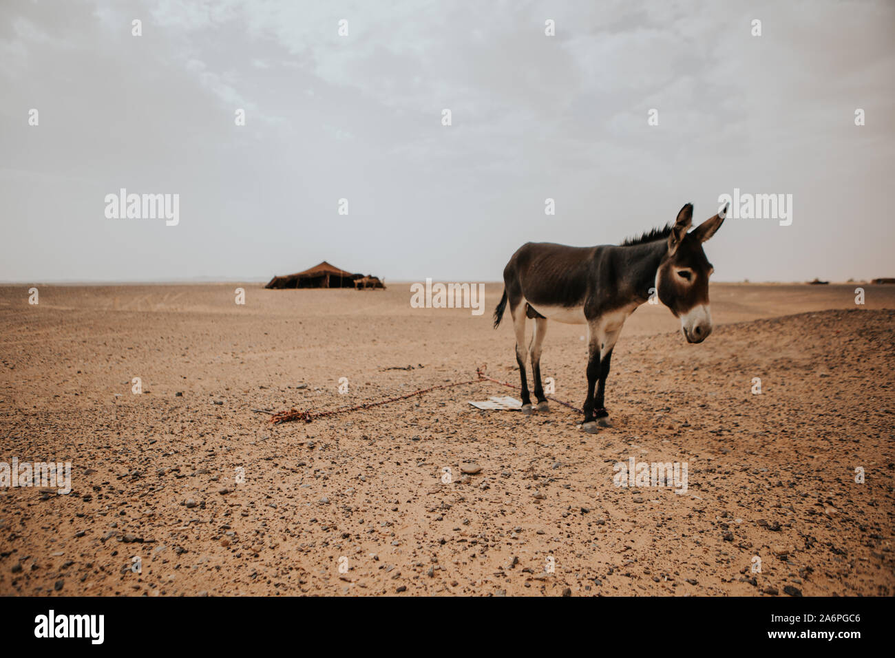 Donkey camp hi-res stock photography and images - Alamy