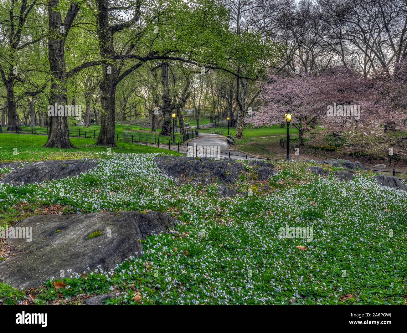 Spring in Central Park, New York City with Cherry tress in bloom in ...