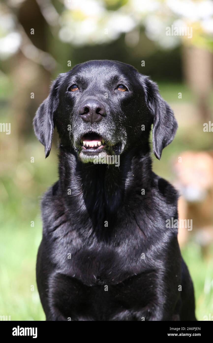 Portrait senior chocolate labrador in hi-res stock photography and ...