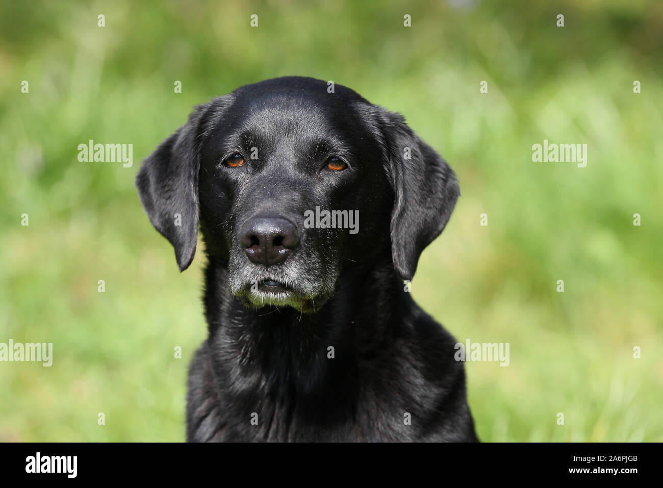 Portrait senior chocolate labrador in hi-res stock photography and ...