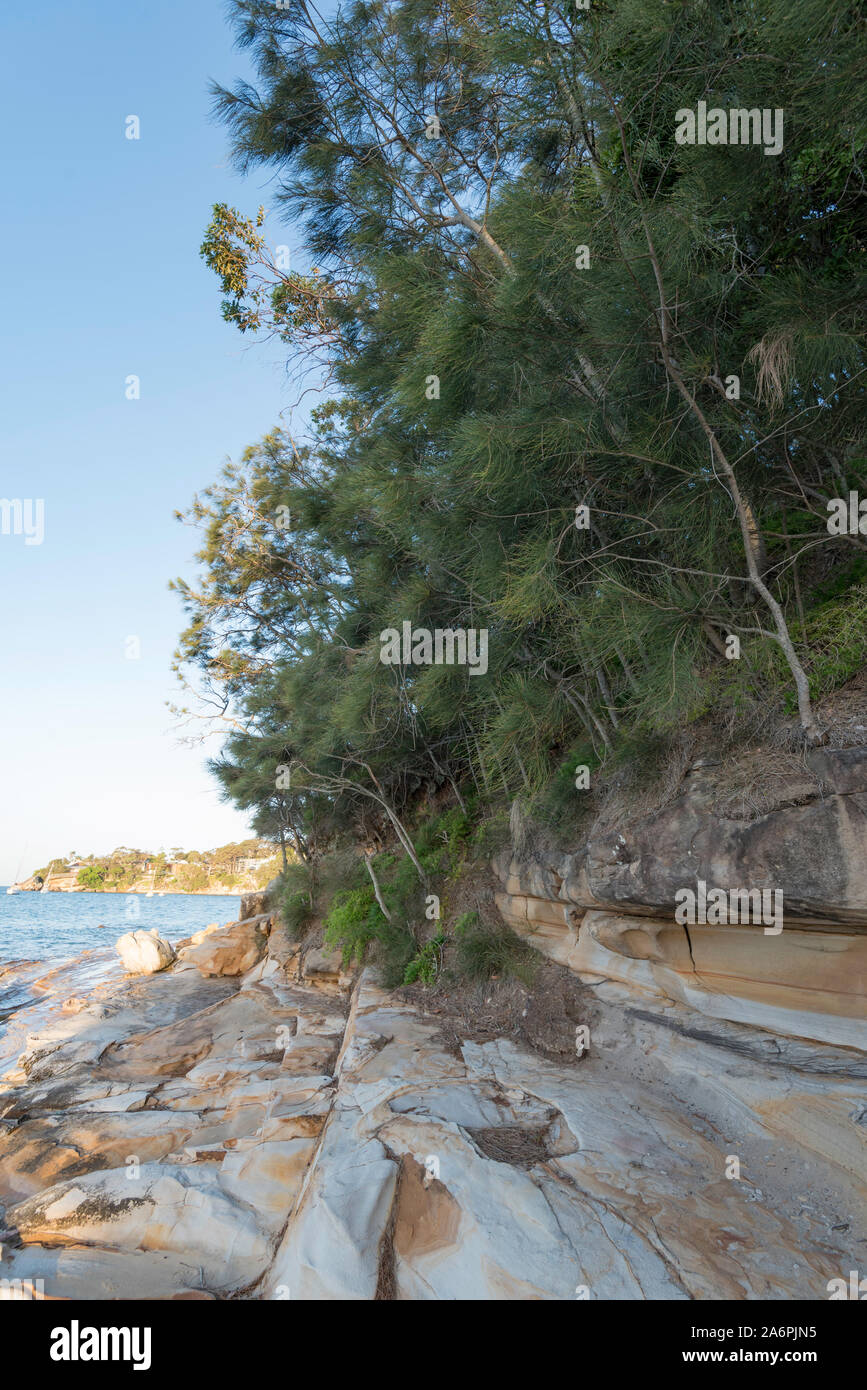 Golden sandstone and small Nielsen Park She-oak trees (Allocasuarina ...