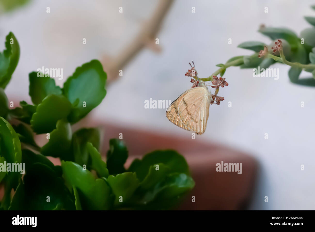Desert butterflies israel hi-res stock photography and images - Alamy