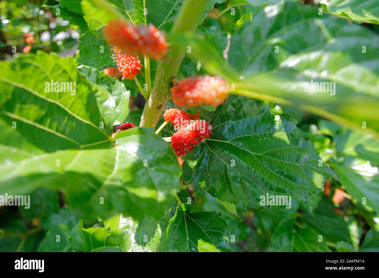 pile of mulberry fruit on tree in organic farm Stock Photo - Alamy
