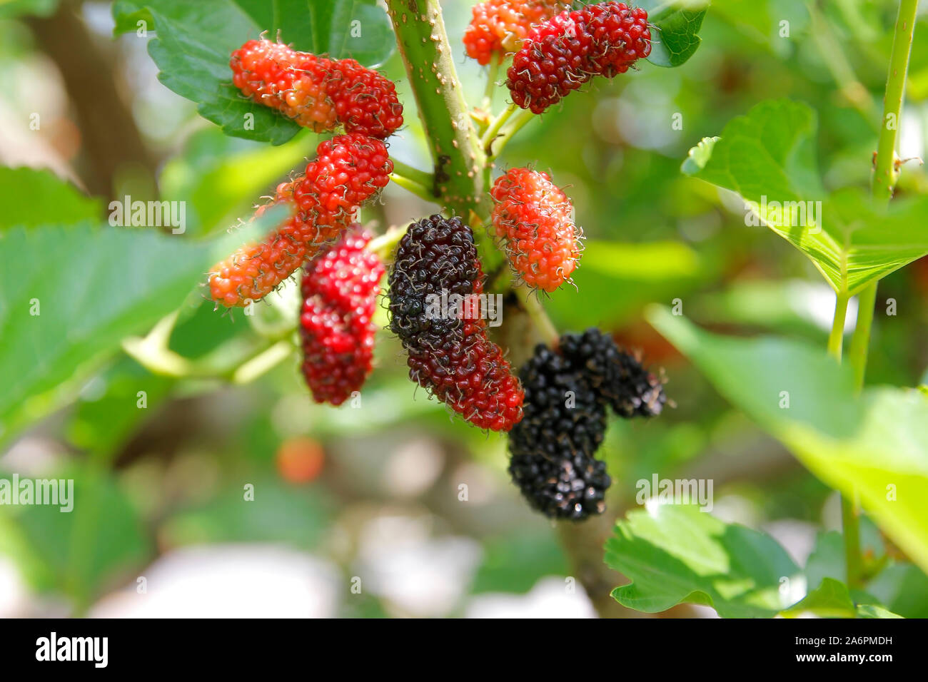 pile of mulberry fruit on tree in organic farm Stock Photo - Alamy