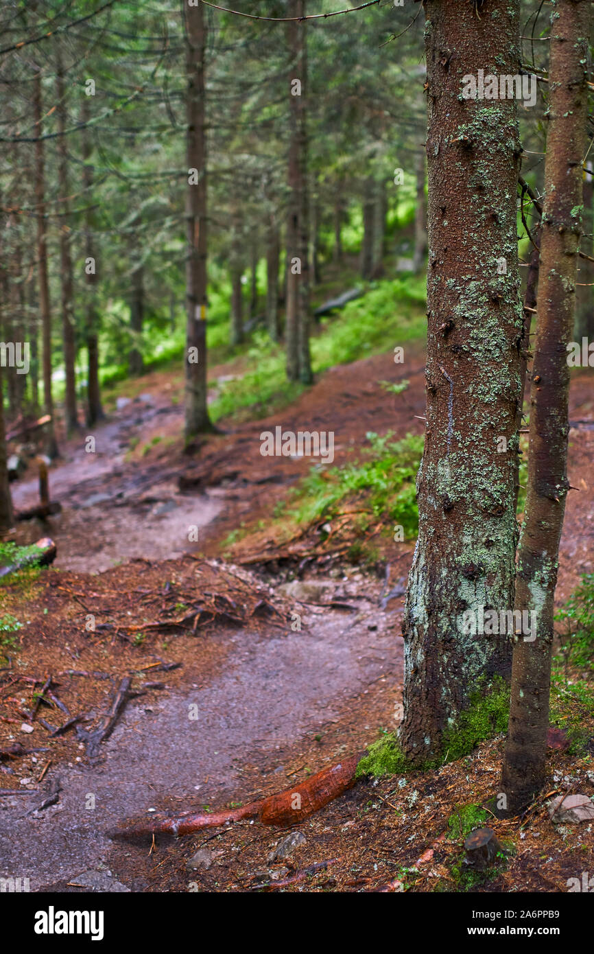 Mountain trail through pine forest with roots and rocks Stock Photo - Alamy