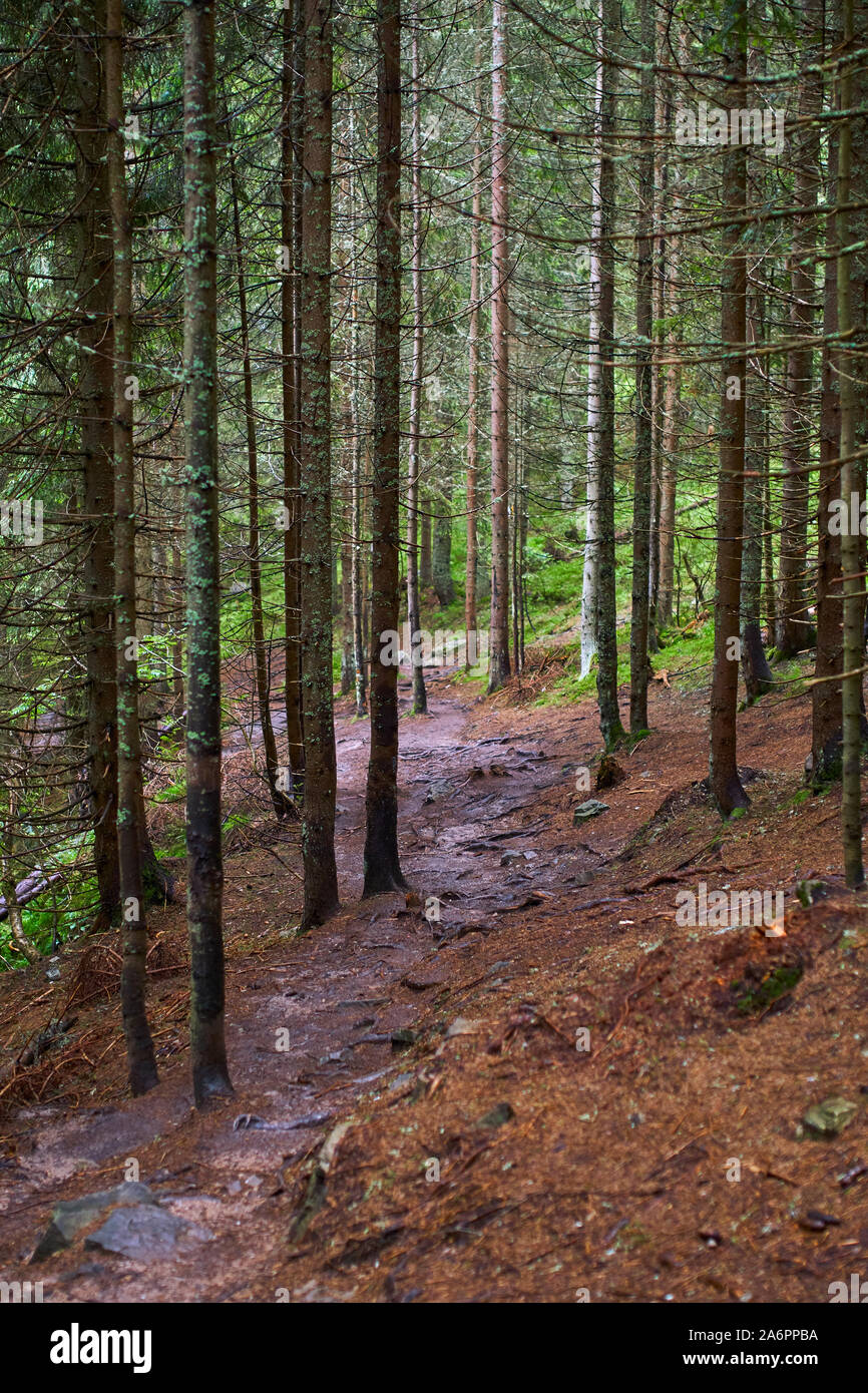 Mountain trail through pine forest with roots and rocks Stock Photo - Alamy