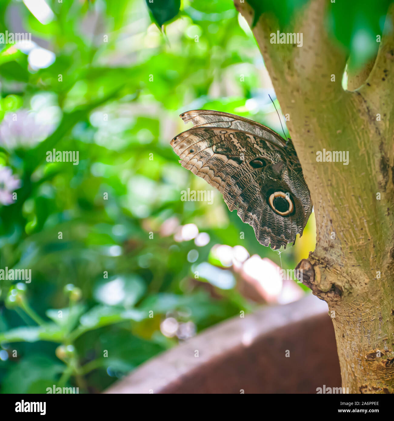 Blue morpho butterfly breeding hi-res stock photography and images - Alamy