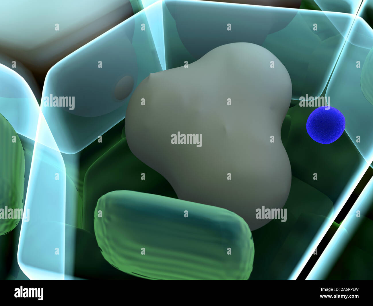 cell, group of cells, field of cells, receptors on the cells surface ...