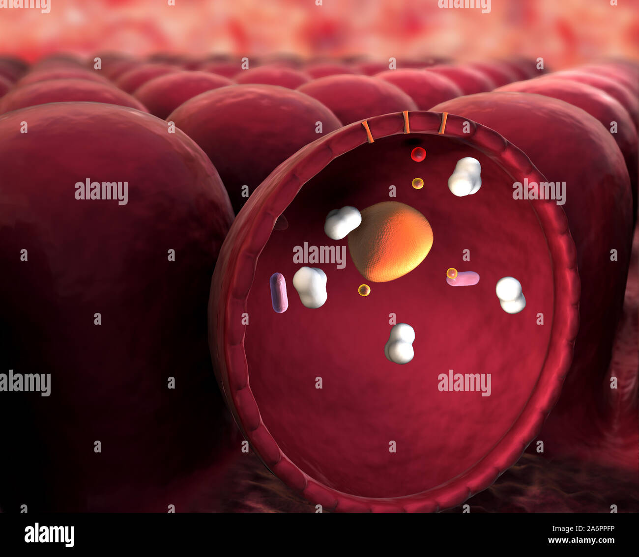 Insulin, molecule, cell, mechanism of action of insulin, glucose, Human ...