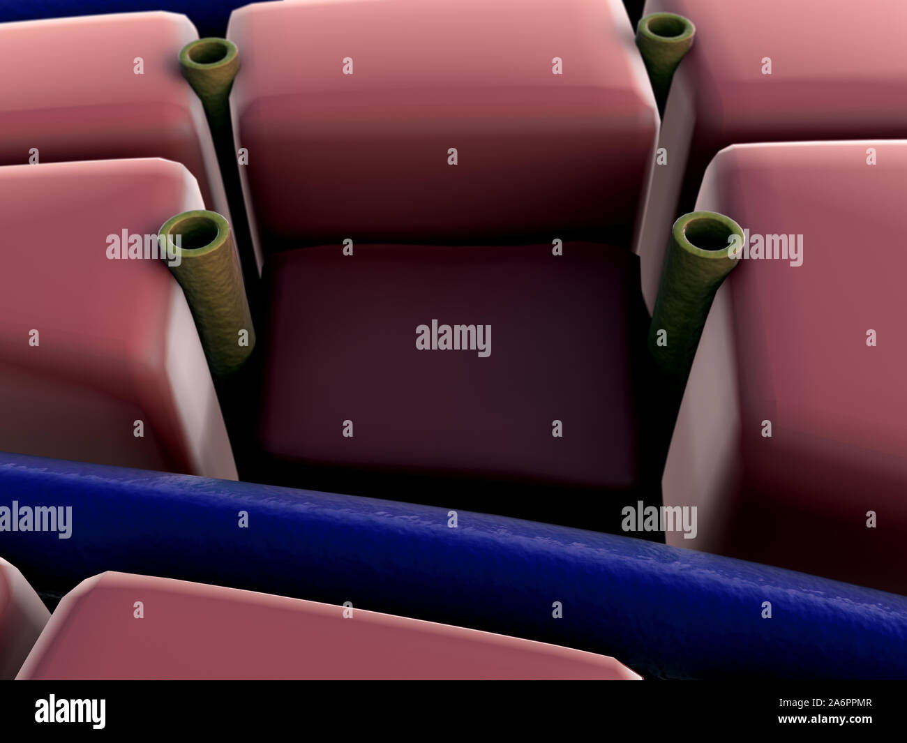 structure of the liver, Human Immune System, liver surface, liver cells ...
