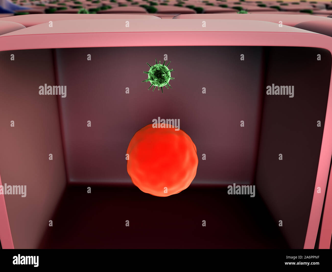 virus replication in the liver cell, viruses inside the cell, viruses ...