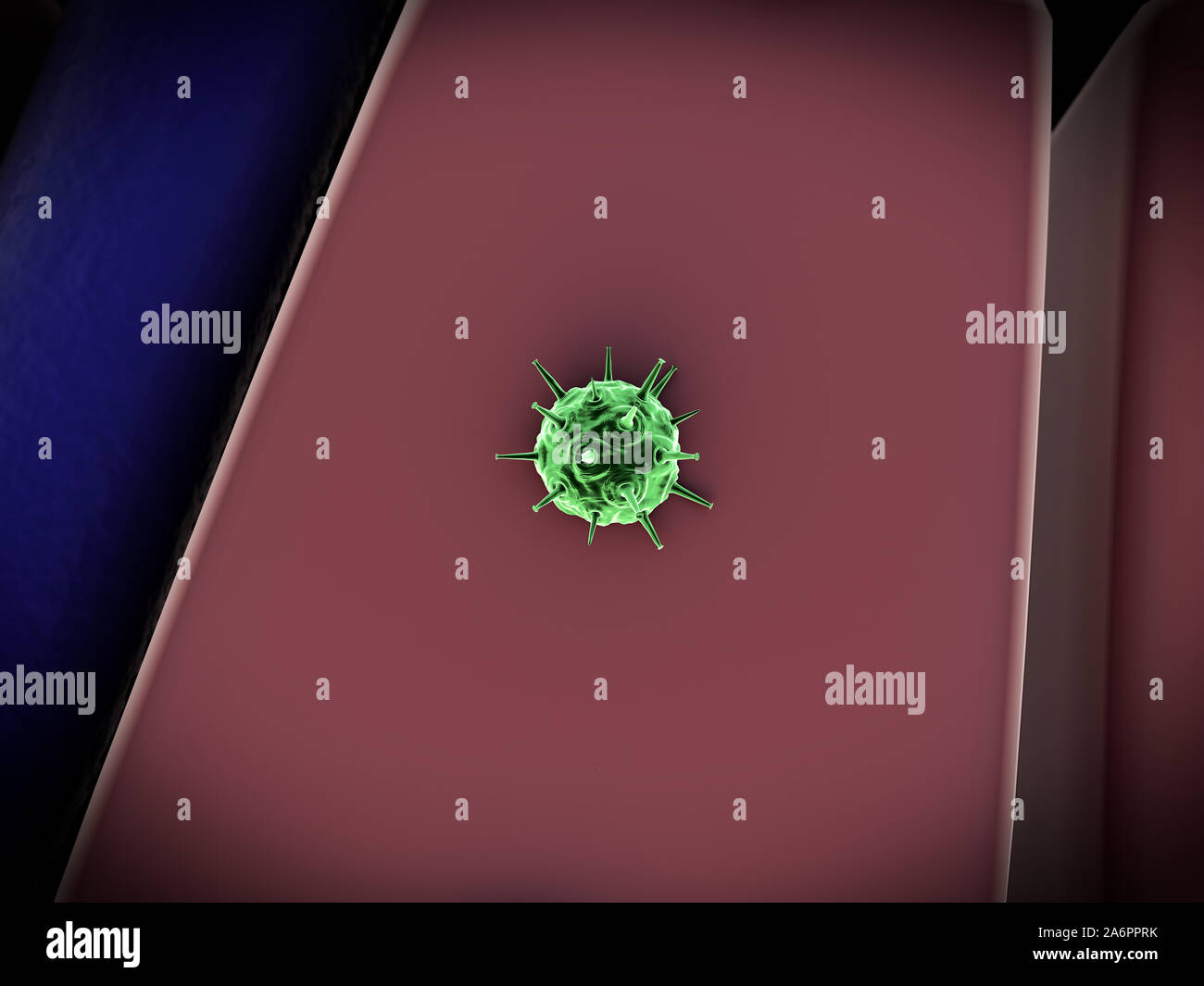 structure of the liver, Human Immune System, liver surface, liver cells ...