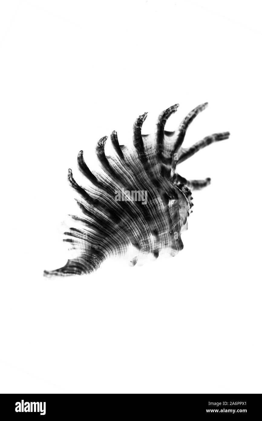 black and white one mambeda lambis shell on a white background , Shell ...