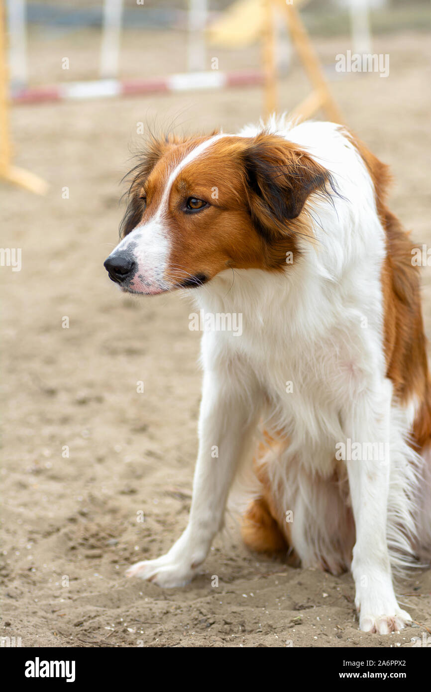 Side view of a Border Collie looks carefully, watches what is happening ...