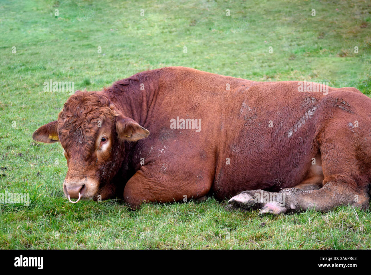 Bull with ring in nose hi-res stock photography and images - Alamy