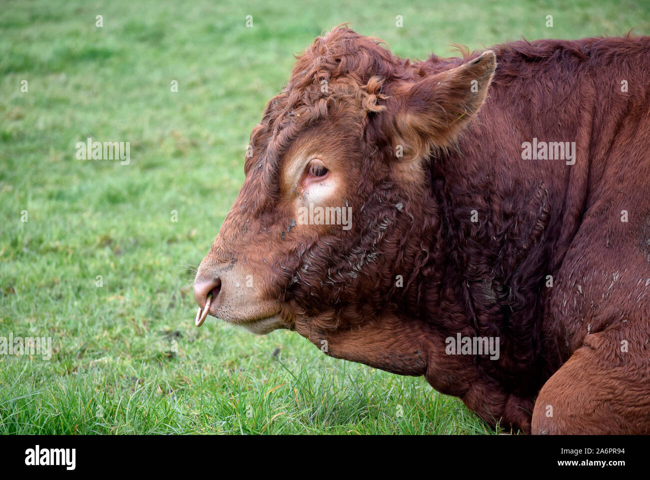 Lying bull cattle hi-res stock photography and images - Alamy