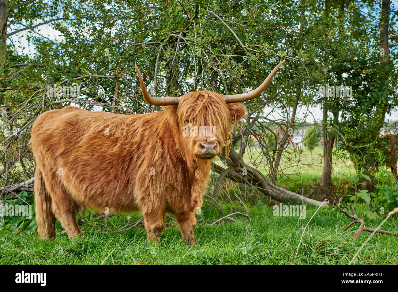 Highland Cattle or Kyloe on pasture, Waldfeucht, North Rhine-Westphalia ...