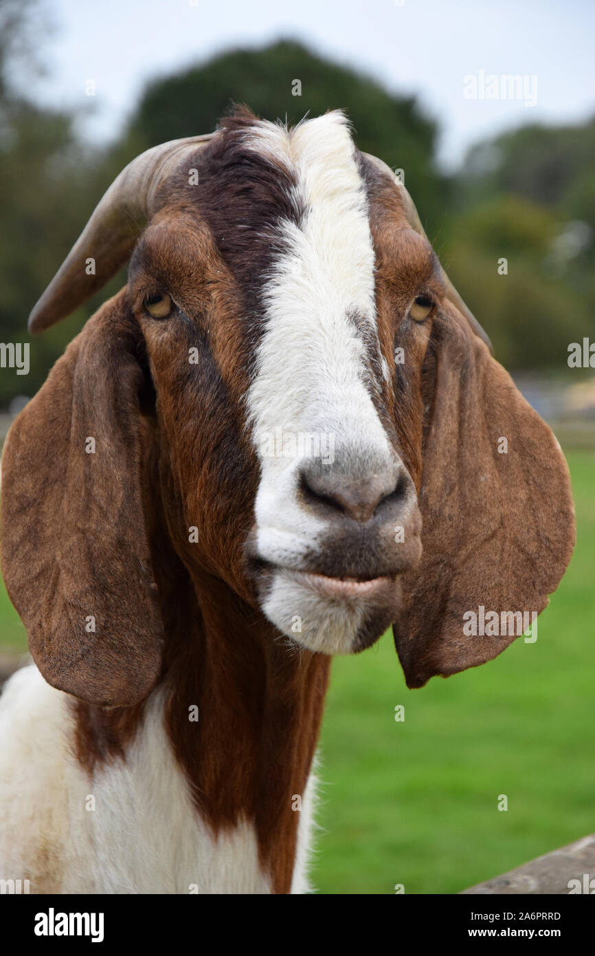 Rare breed goat hi-res stock photography and images - Alamy