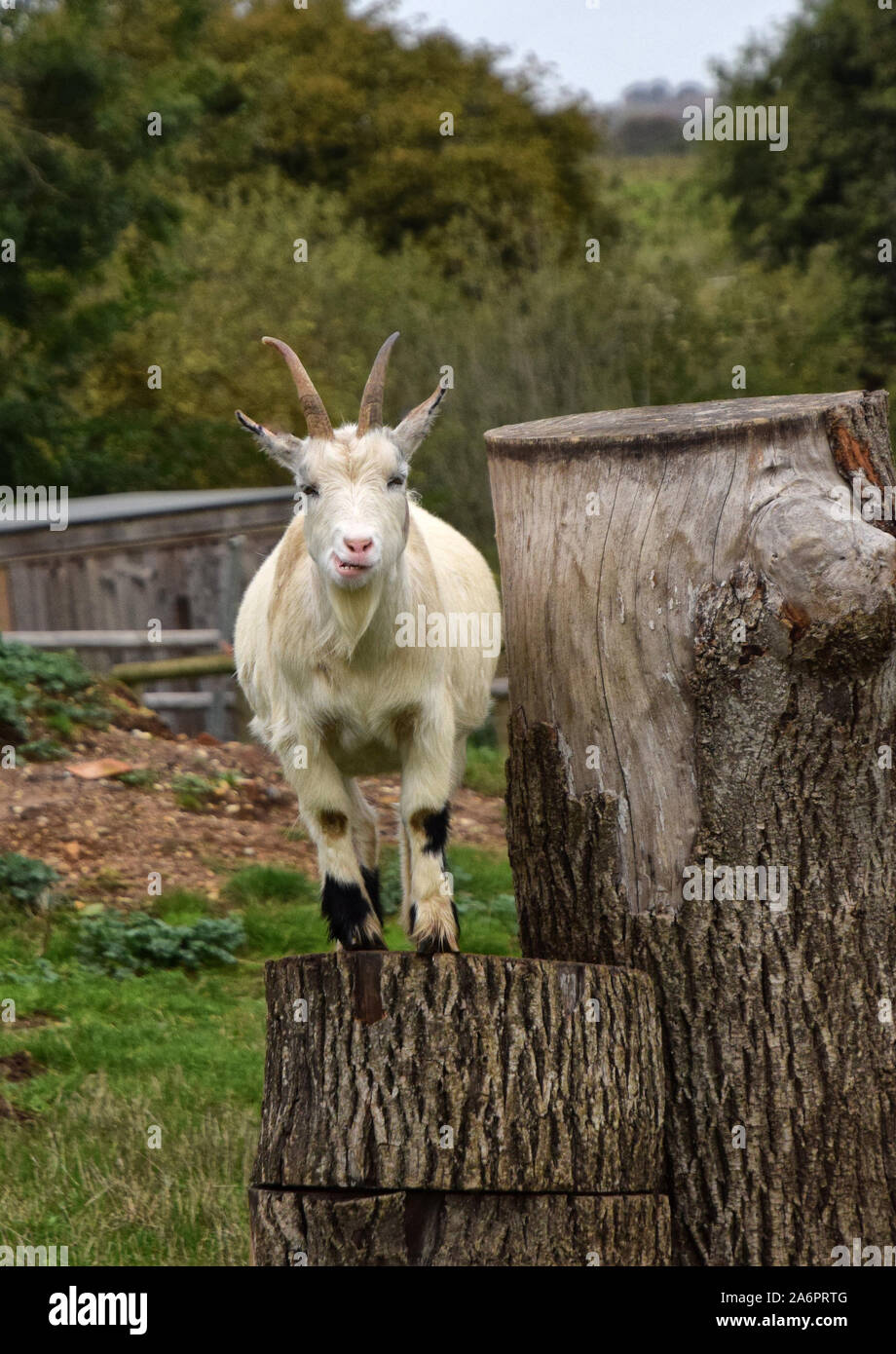 Rare breed goat hi-res stock photography and images - Alamy