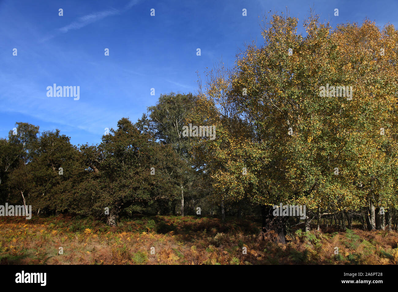 Walking in ashtead common hi-res stock photography and images - Alamy