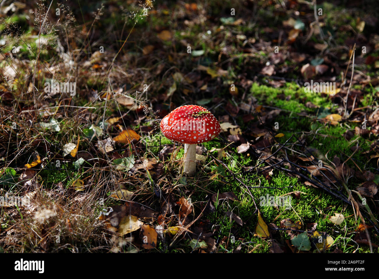 Magic mushroom growing on Ashtead Common woodland. Amanita muscaria ...