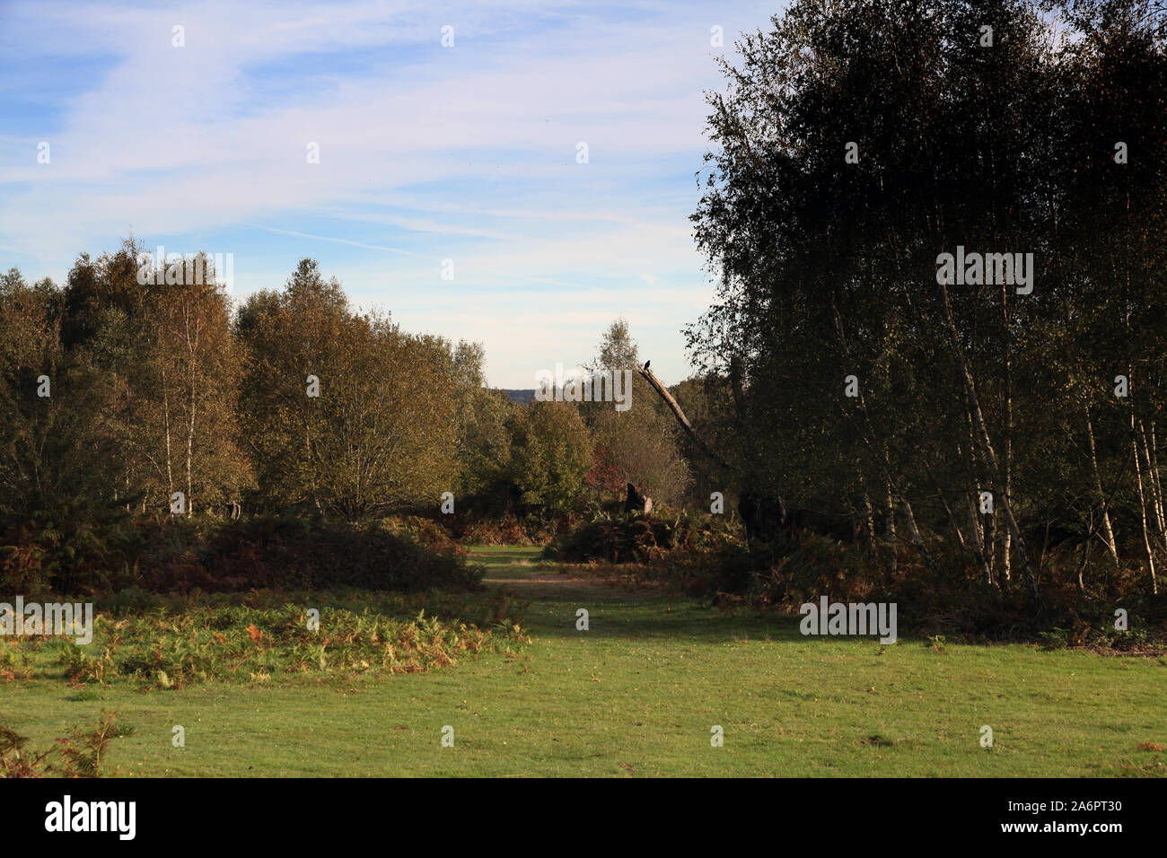 Ashtead Common, British ancient woodland area in Surrey, UK, 2019 with ...