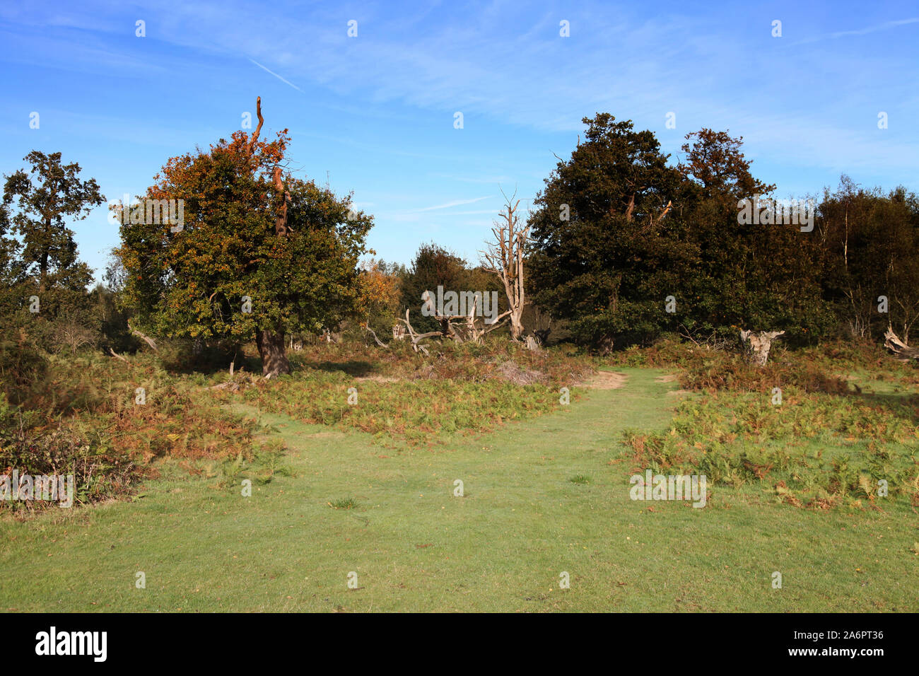 Ashtead Common, British ancient woodland area in Surrey, UK, 2019 with ...