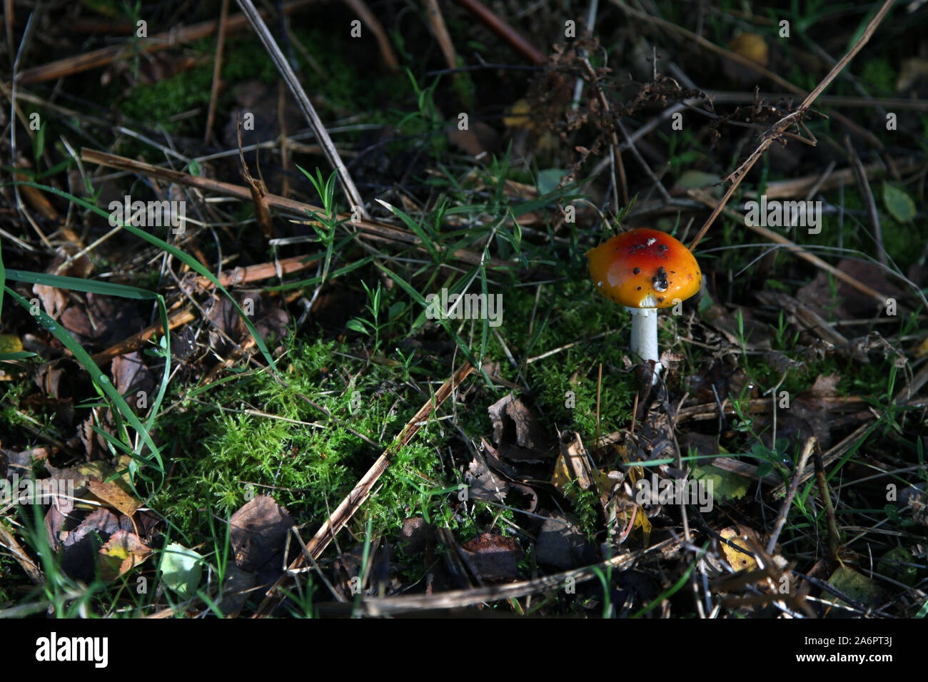 A single mushroom growing on Ashtead Common, British ancient woodland ...