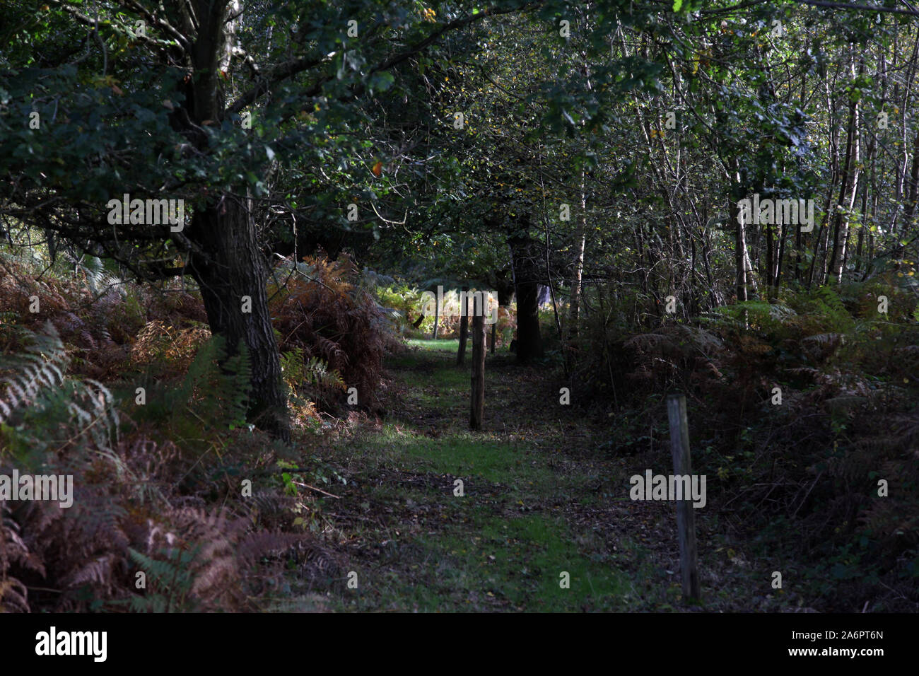 Ashtead Common, British ancient woodland area in Surrey, UK, 2019 Stock ...