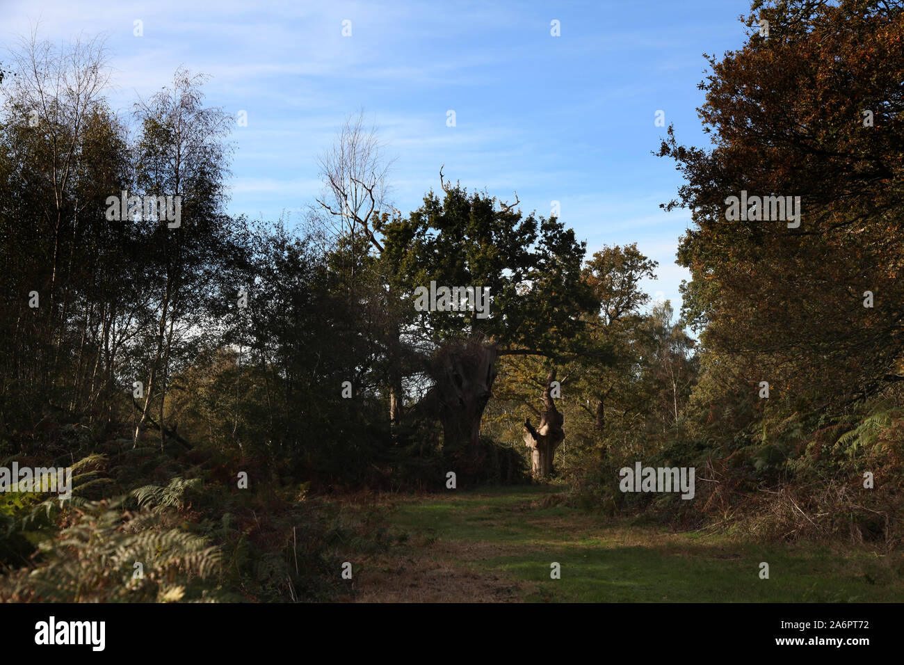 Ashtead Common, British ancient woodland area in Surrey, UK, 2019 Stock ...