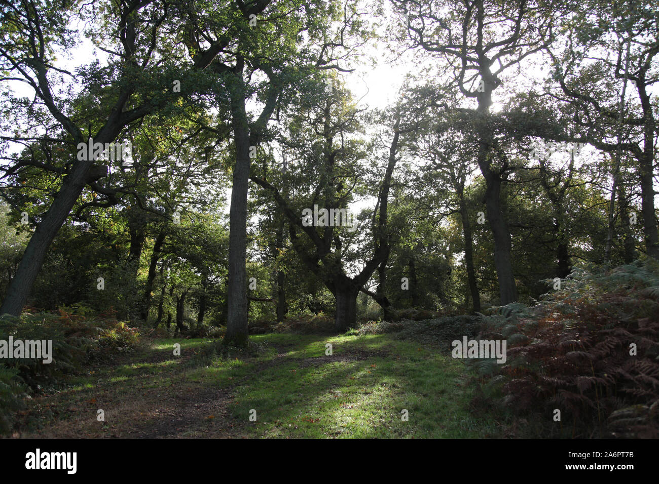 Ashtead Common, British ancient woodland area in Surrey, UK, 2019 Stock ...